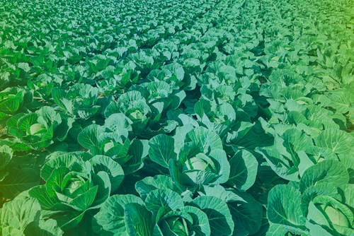 Home - Green Impulse